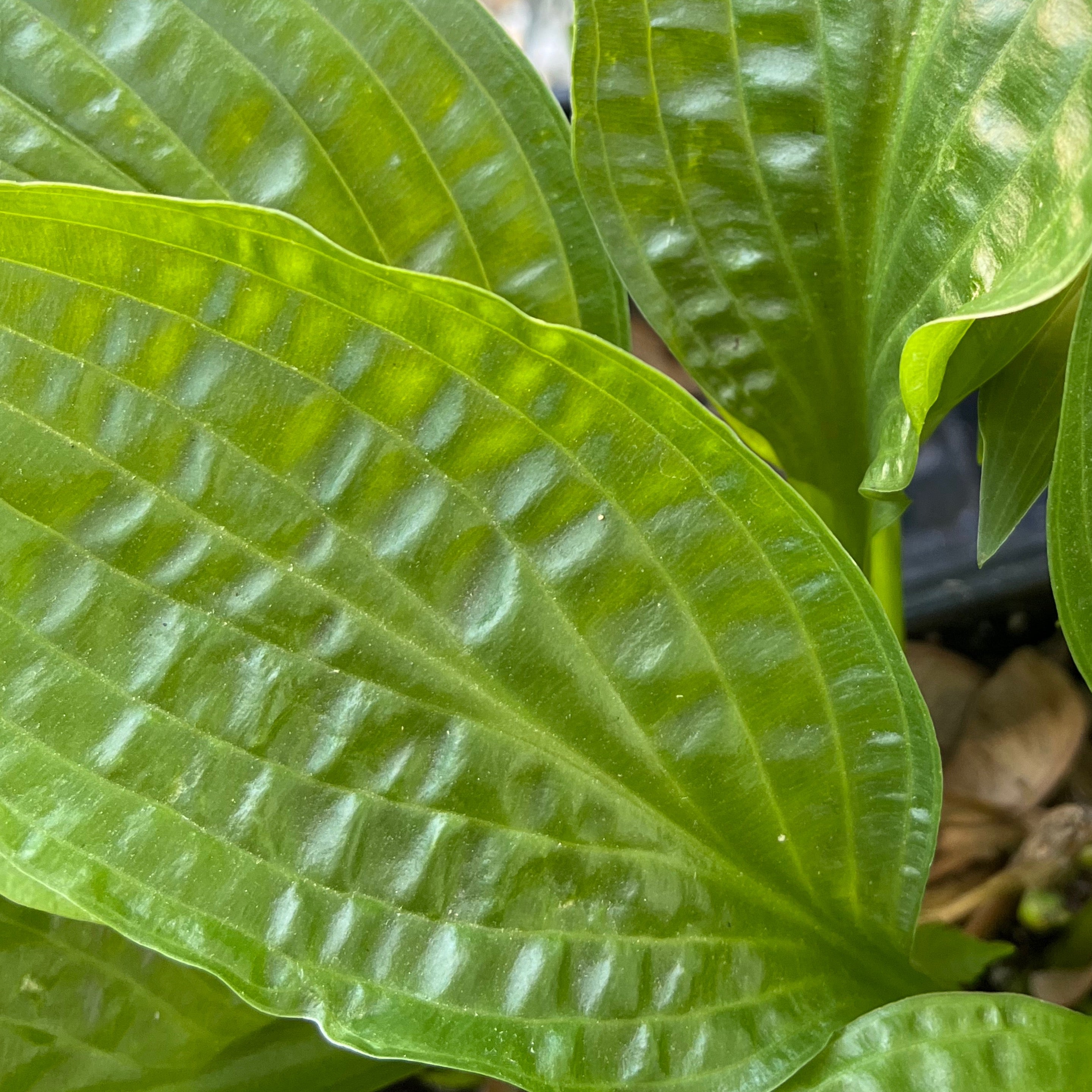 Puddles and Bumps | Hillcrest Hostas & More