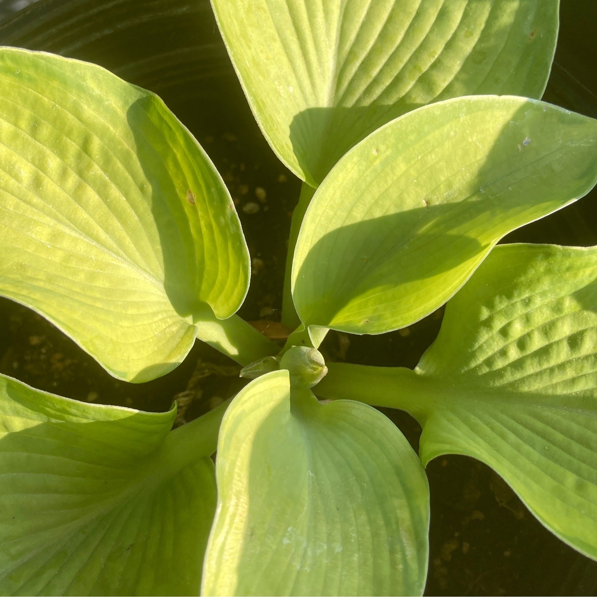 Mid Morning | Hillcrest Hostas & More