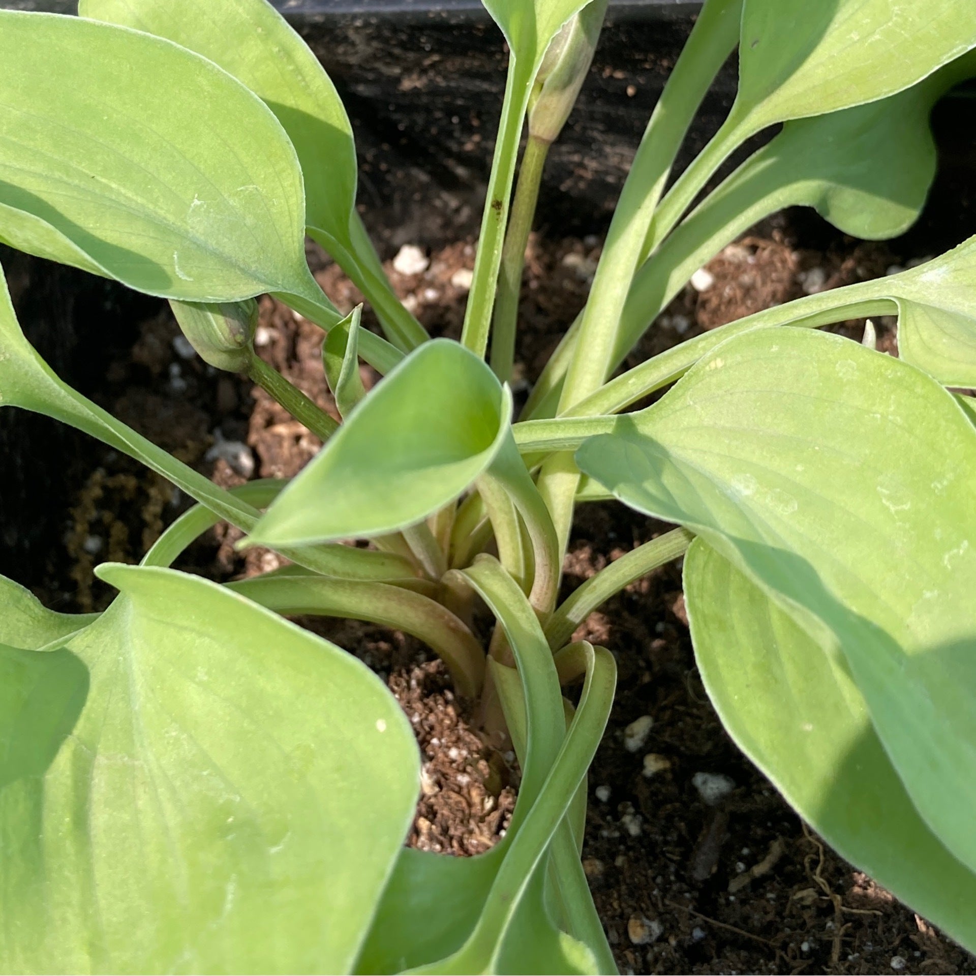 Gold Drop | Hillcrest Hostas & More